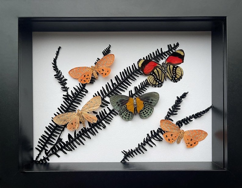 Tiger Moths and Callicore Butterflies Entomology Artwork in a Shadow ...