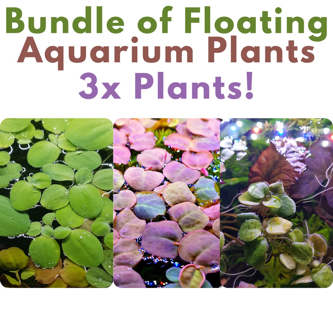 Bundle Pack of Aquarium Floating Plants of 5x Red Root Floaters 5x ...