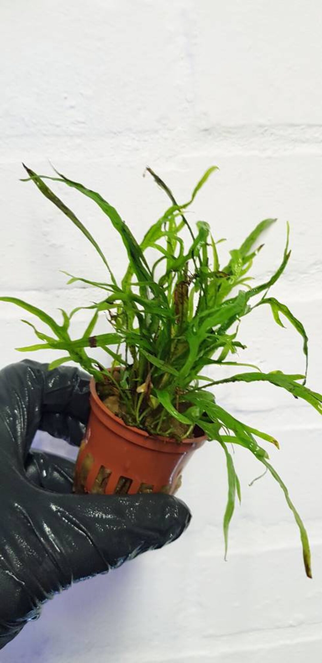 Java Fern Trident Aquarium Plant Microsorum Pteropus - Etsy