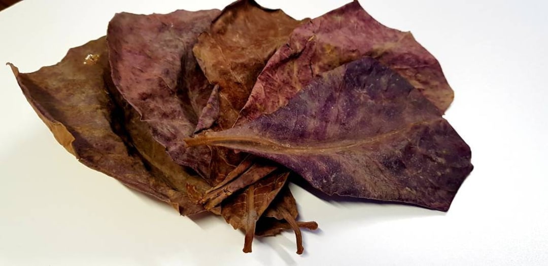 20 X Catappa Indian Almond Leaves - Etsy