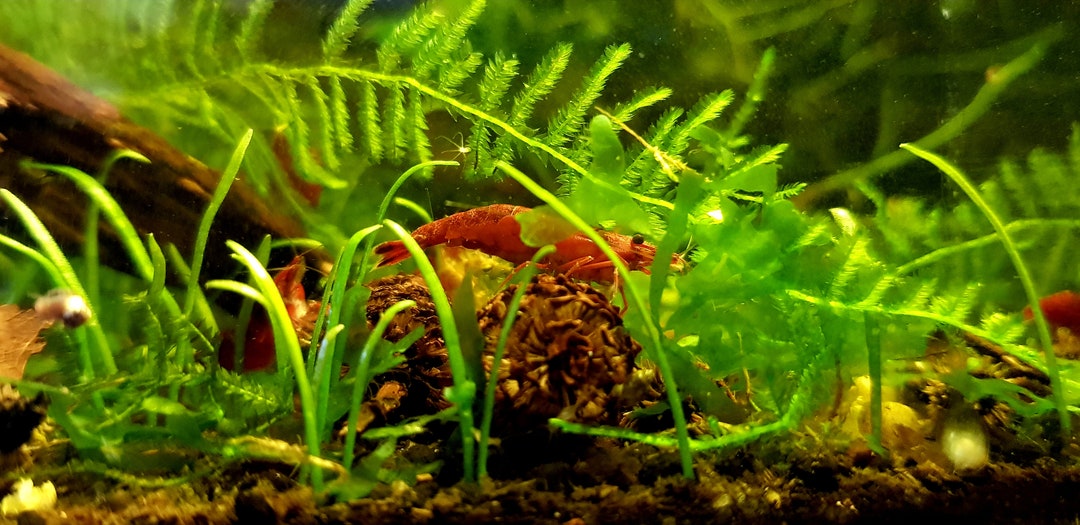 The Mini Guide to Aquarium Plants: A Comprehensive Guide to Choosing ...