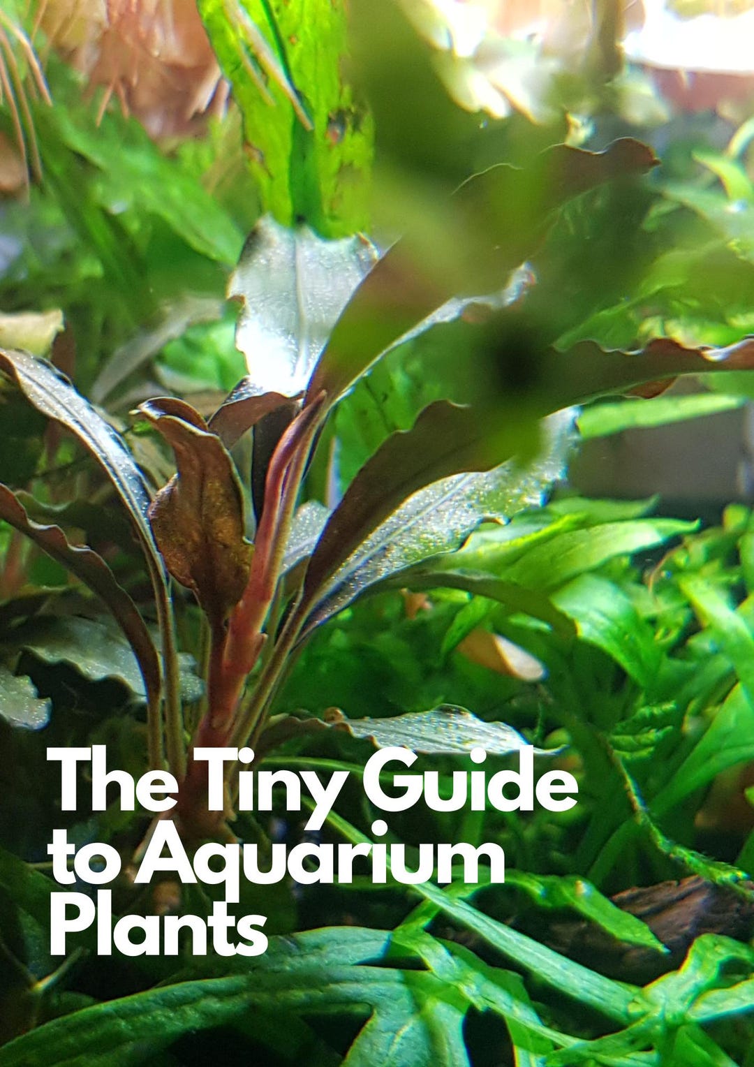 The Tiny Guide to Aquarium Plants: A Comprehensive Guide to Choosing ...