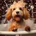 Cockapoo in the Bath Tub Print at Home Download Funny Dog Bathroom Wall ...