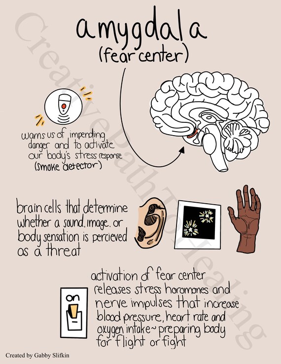 Amygdala Fact Sheet Therapy Tool Psychoeducation Digital - Etsy