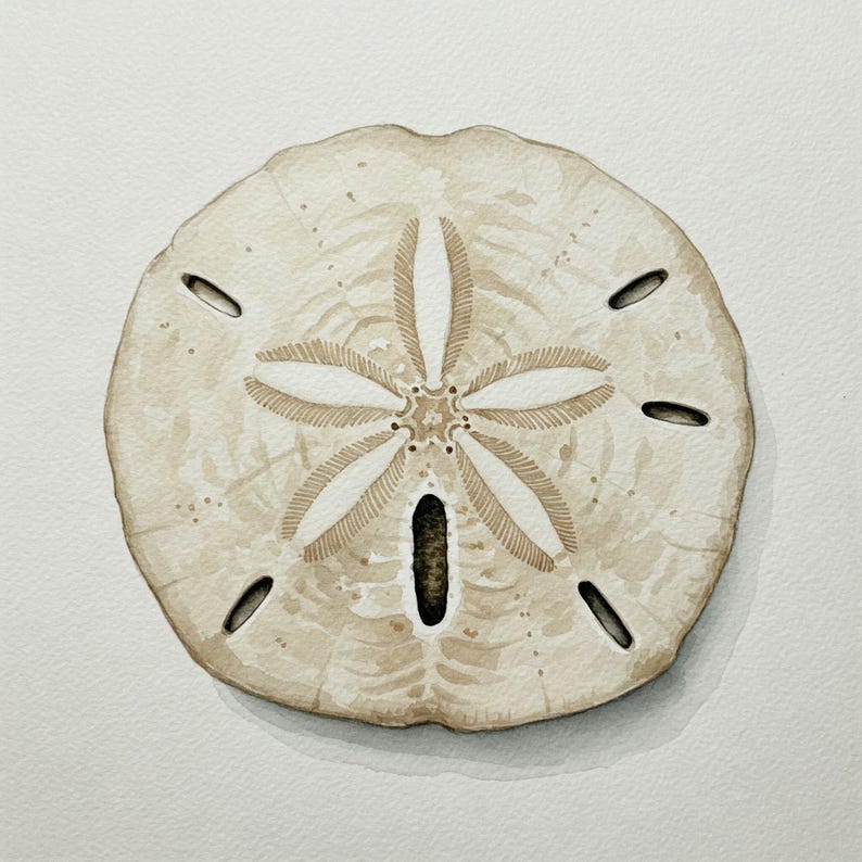 Sand Dollar Cross Stitch Pattern Design Size: 200 X 200 Stitches - Etsy