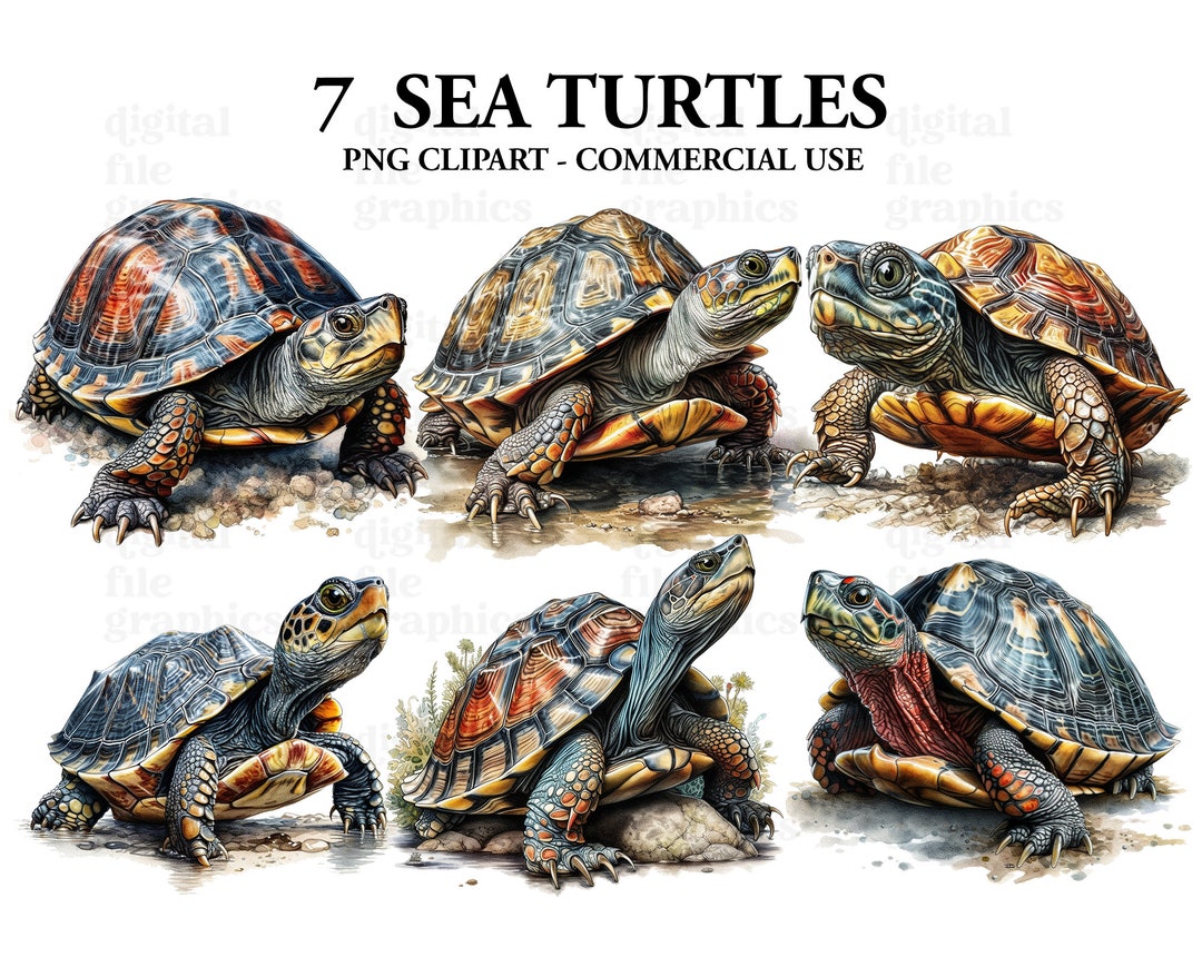 Watercolor Sea Turtles Clipart, Cute Turtle Clipart Bundle, Sea Animal ...