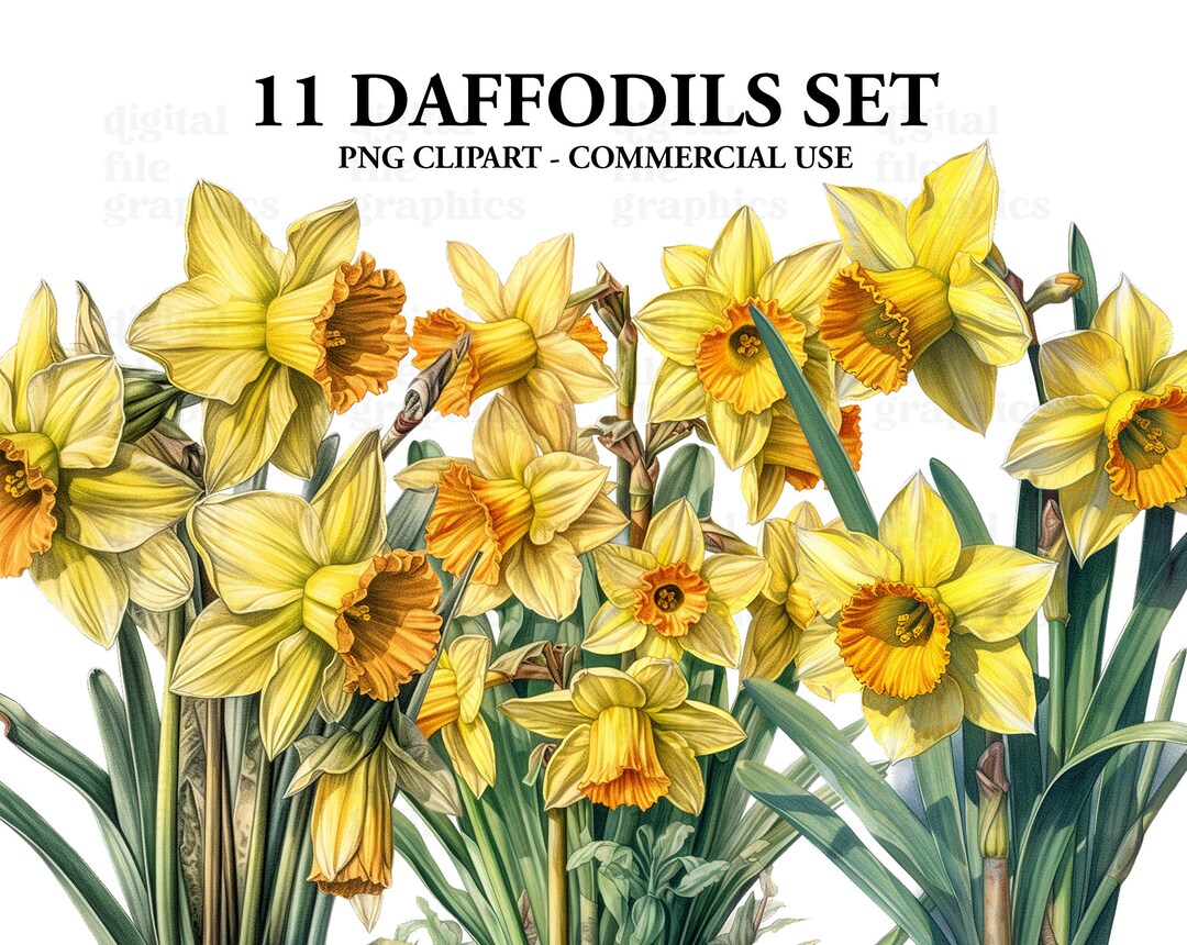 Daffodils Flowers Watercolor Clipart, Daffodil Flower Art, Eastern ...