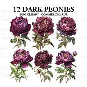 Dark Purple Peonies Watercolor Clipart, Flowers Clipart, Peonies Bundle ...