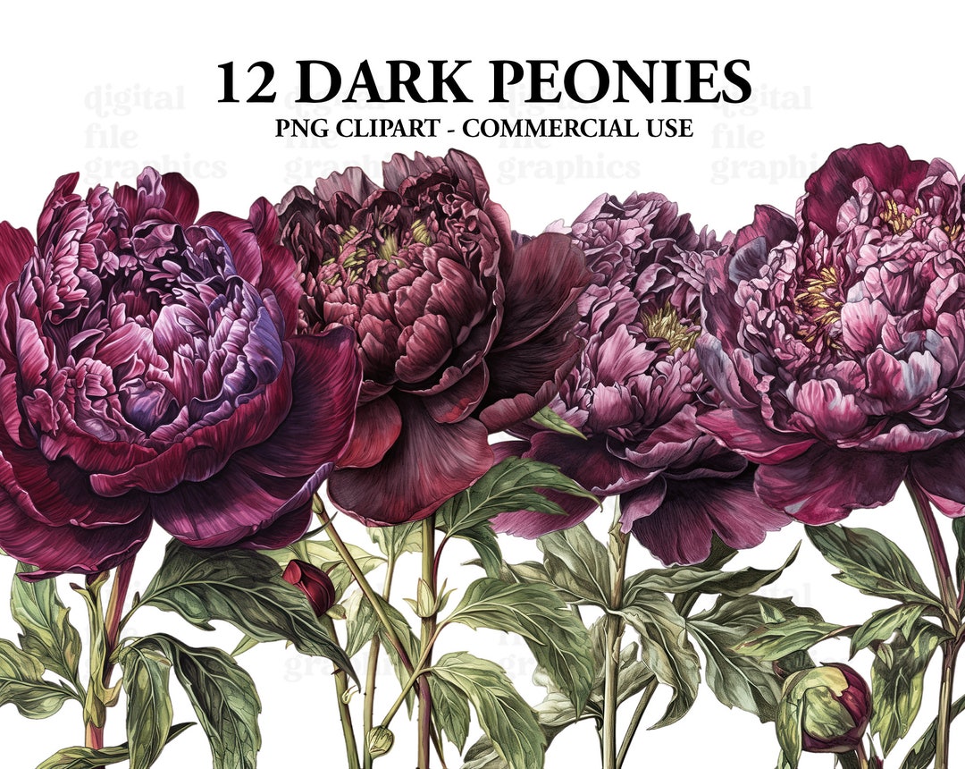 Dark Purple Peonies Watercolor Clipart, Flowers Clipart, Peonies Bundle ...