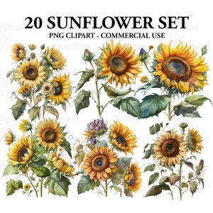 Sunflower Watercolor Clipart, Summer Flowers Clipart, Sunflowers Bundle ...