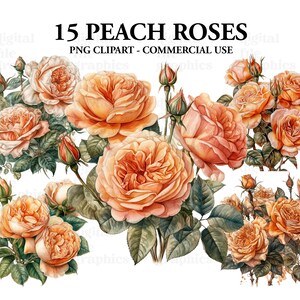 Peach Roses Flower Watercolor Clipart, Roses Clipart, Watercolor Bundle ...