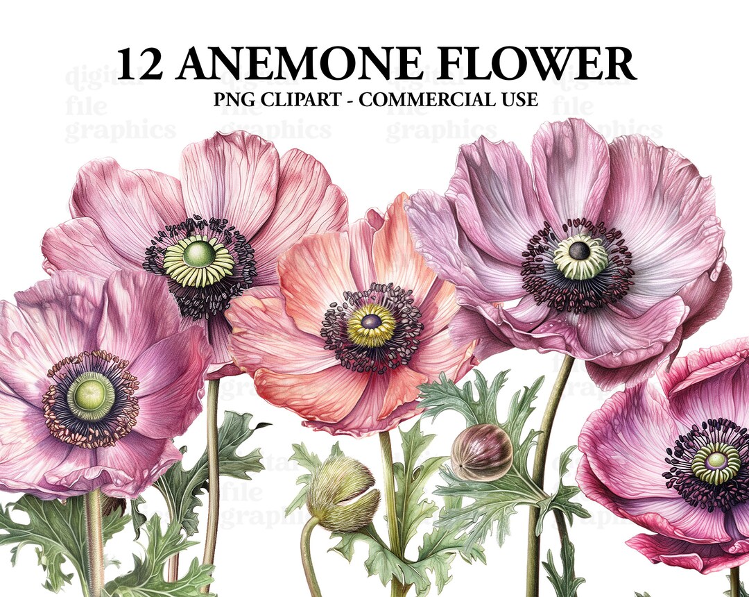 Anemone Flower Watercolor Clipart, Floral Clipart, Summer Flowers ...