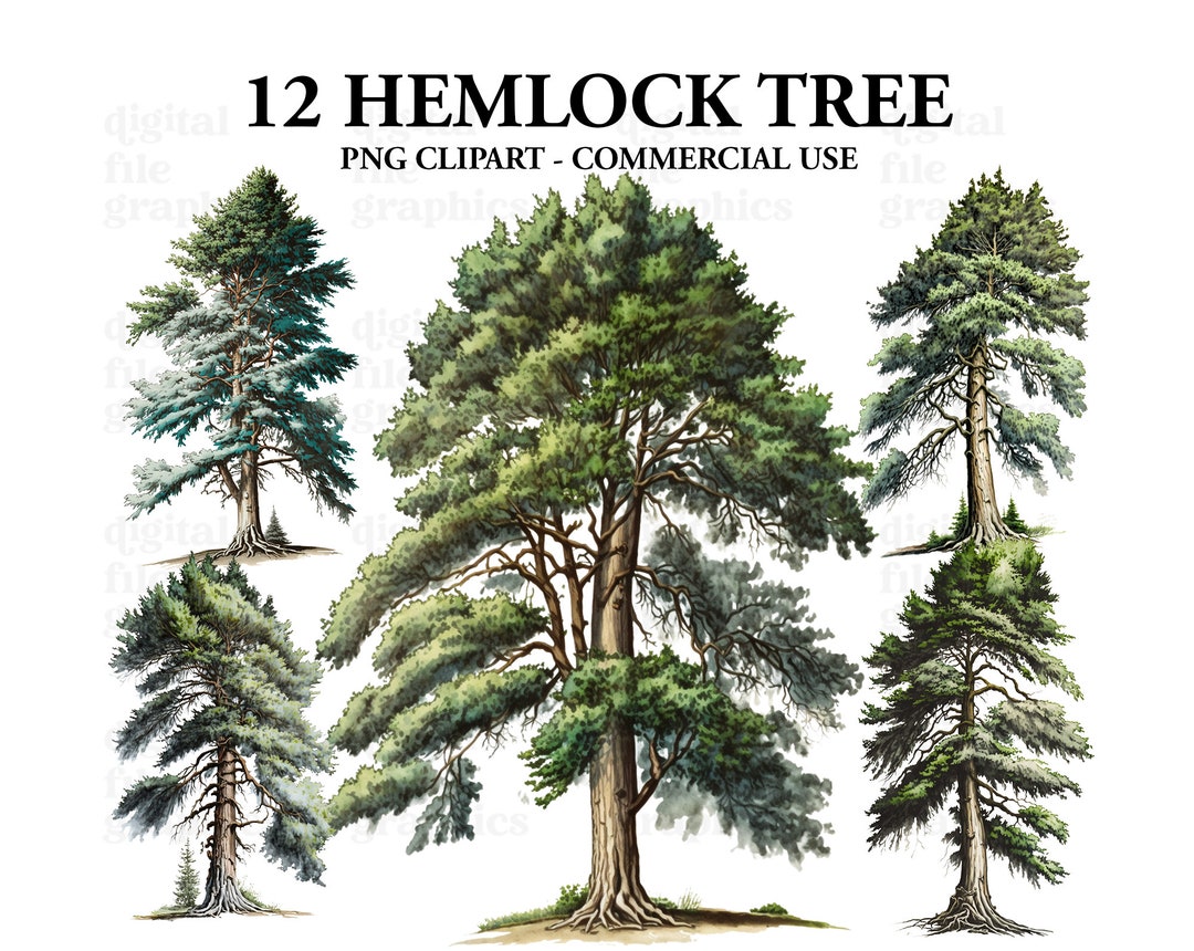 Hemlock Tree Watercolor Clipart, Beautiful Trees Png, Landscape Art ...