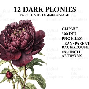 Dark Purple Peonies Watercolor Clipart, Flowers Clipart, Peonies Bundle ...