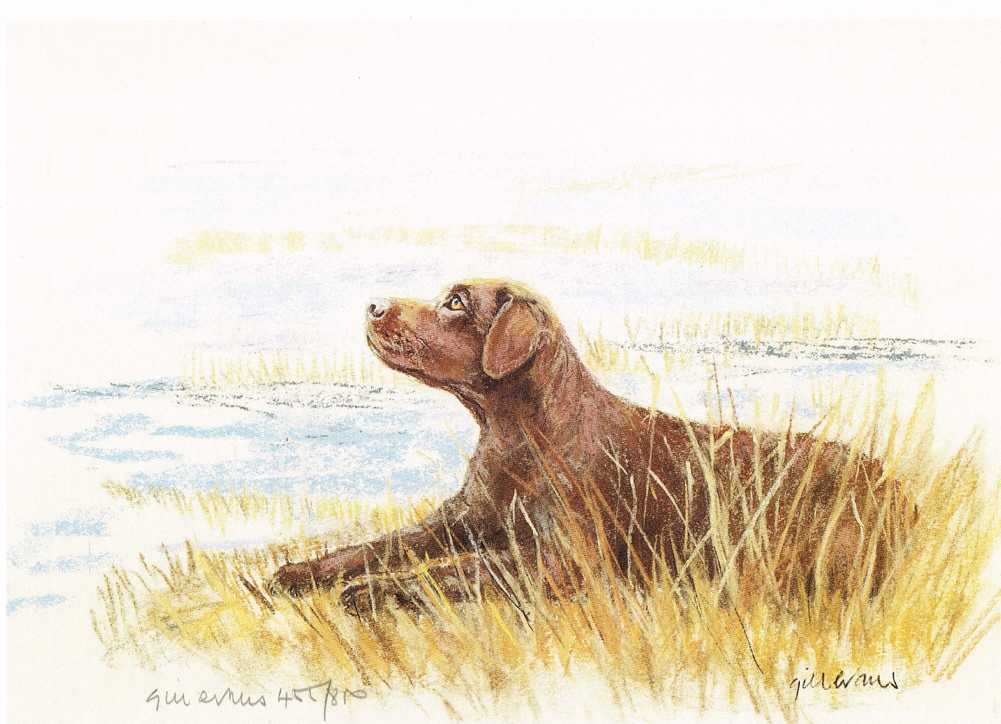 Chocolate Labrador Retriever Print, Chocolate Labrador Retriever ...