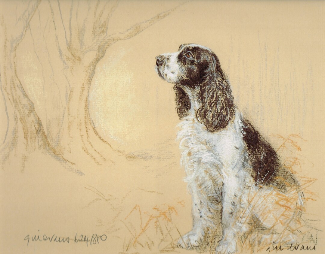English Springer Spaniel Print, English Springer Spaniel Picture ...