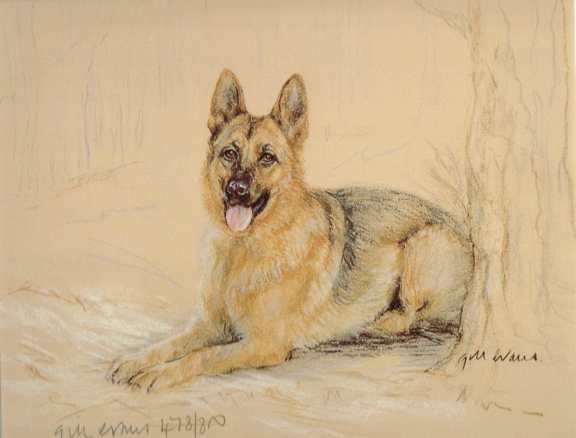 Alsatian German Shepherd Print, Alsatian German Shepherd Picture GE117P ...