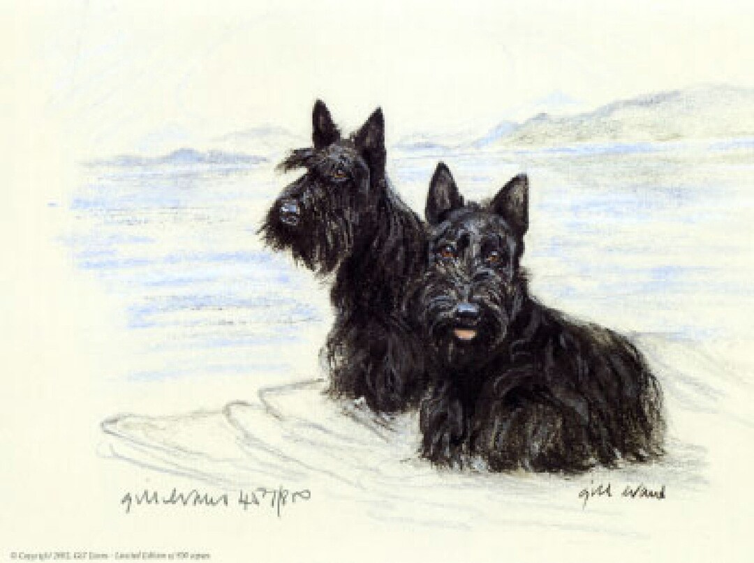 Scottish Terriers Print Scottish Terriers Bild GE138P - Etsy Österreich