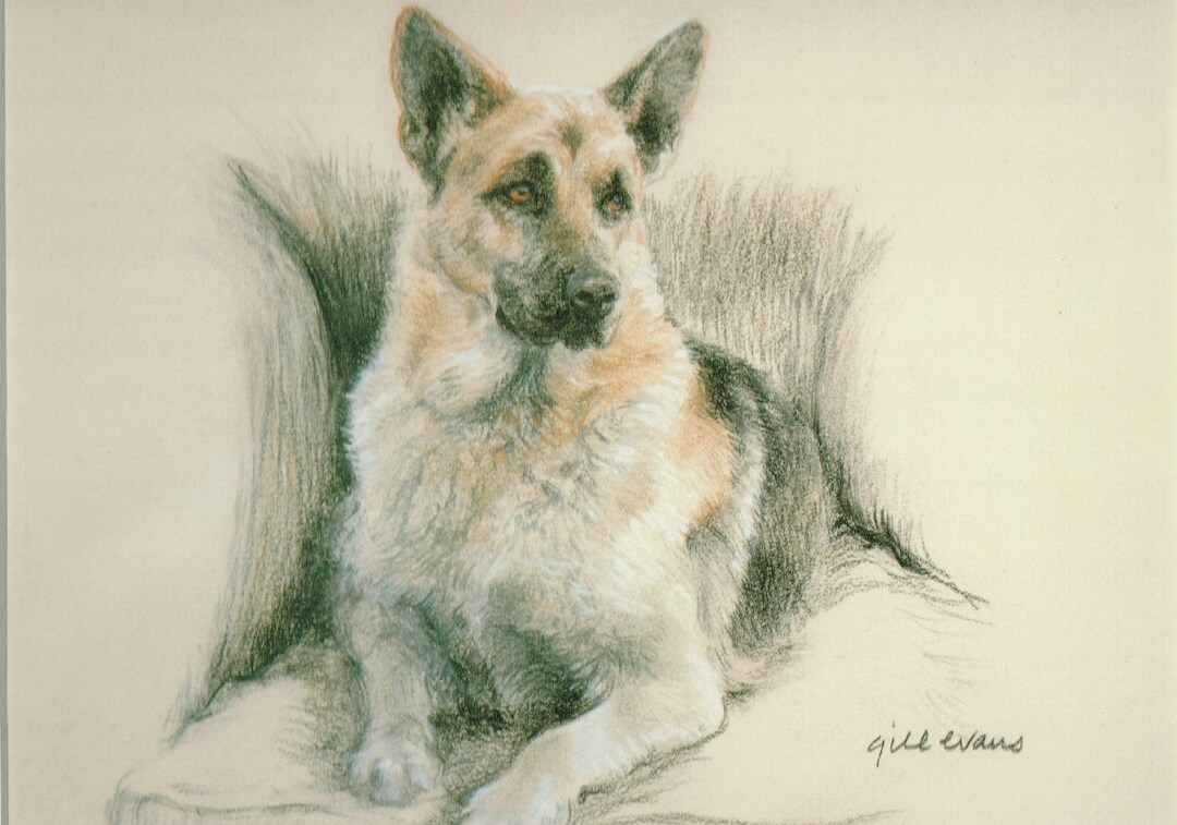 Alsatian German Shepherd Print, Alsatian German Shepherd Picture AP46P ...