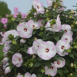 Hibiscus 'ballet Slippers' (rose Mallow) - 3 Well Rooted Starter Plants ...