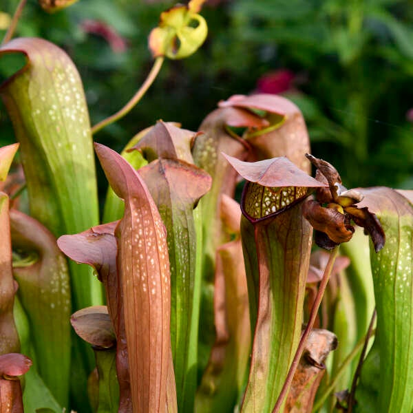 Pitcher Plant - Etsy