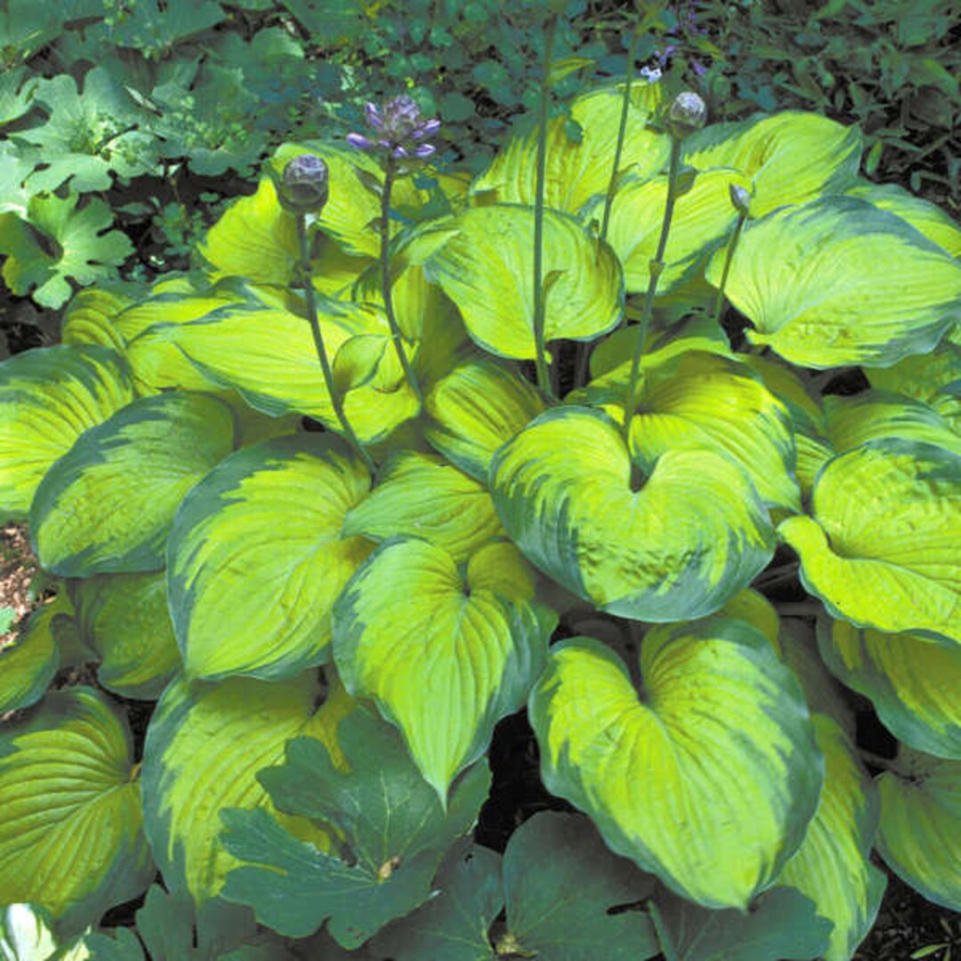 Hosta 'old Glory' - 3 Well Rooted Starter Plants in 1 Qt Pots Grown at ...