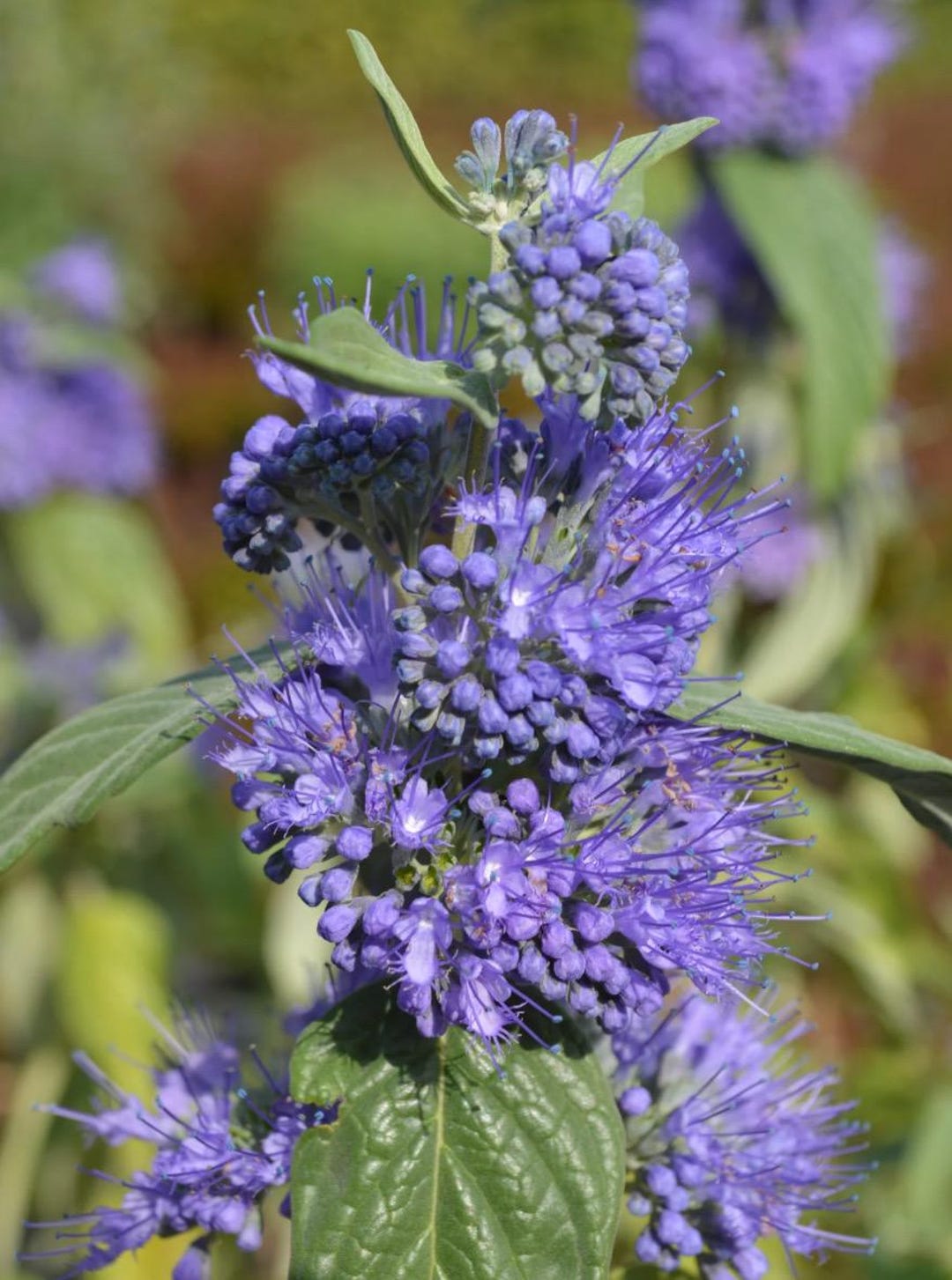 Caryopteris Blue Empire (blue Mist/bluebeard) 3 Well Rooted Starter ...