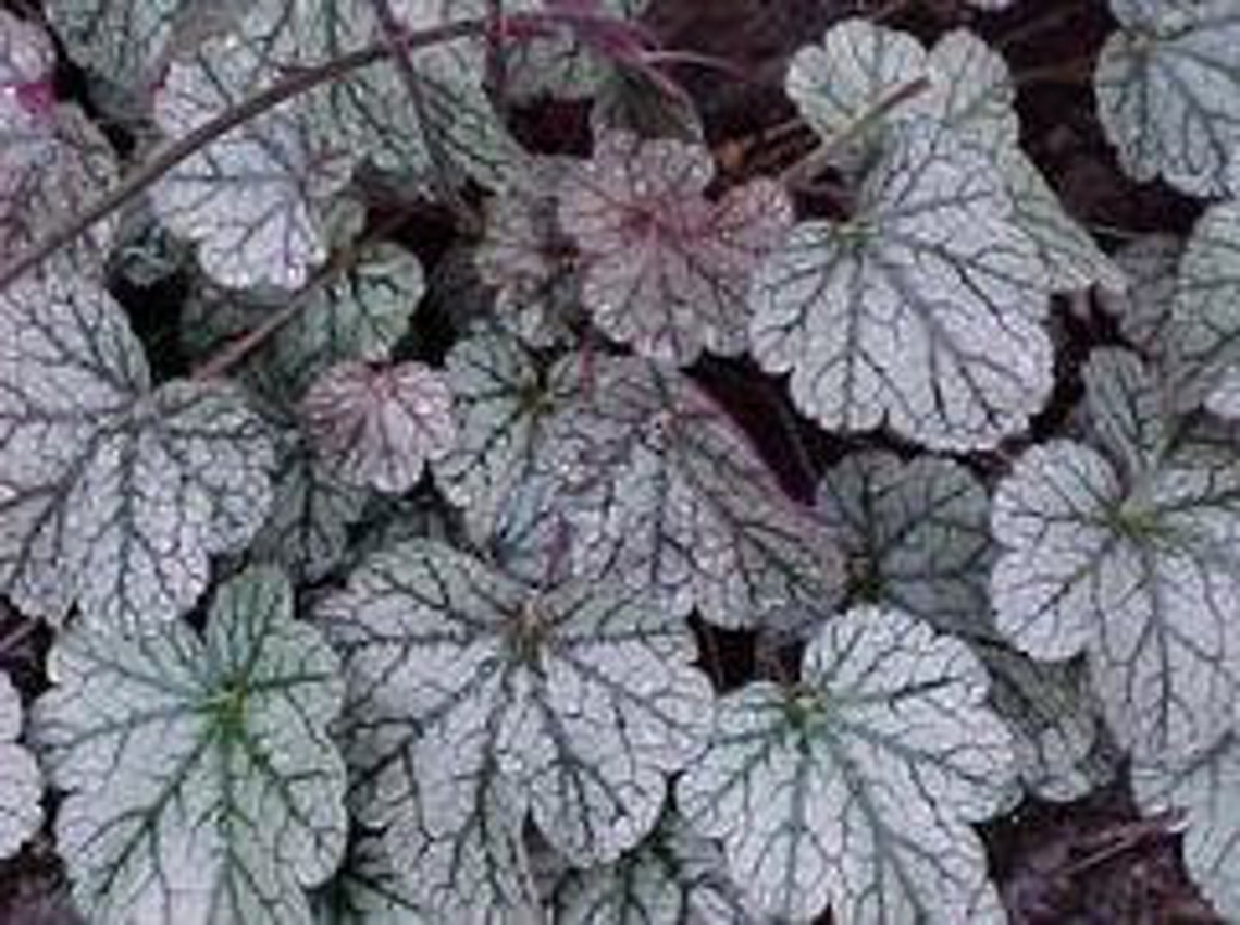 Heuchera 'silver Scrolls' (coral Bells) - 3 Well Rooted Starter Plants ...