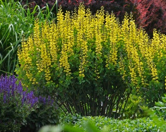 Baptisia Pink Lemonade false Indigo 3 Well Rooted Starter Plants in 1 ...