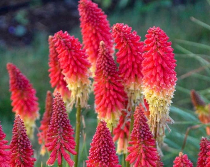 Kniphofia Rocket's Red Glare (red Hot Poker) - 3 Well Rooted Mature ...
