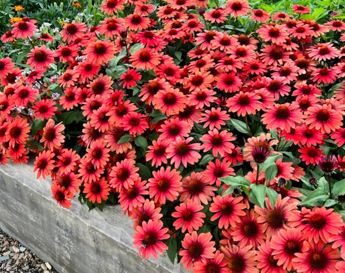 Echinacea Panama Red (coneflower) - 3 Well Rooted Starter Plants in 1 ...