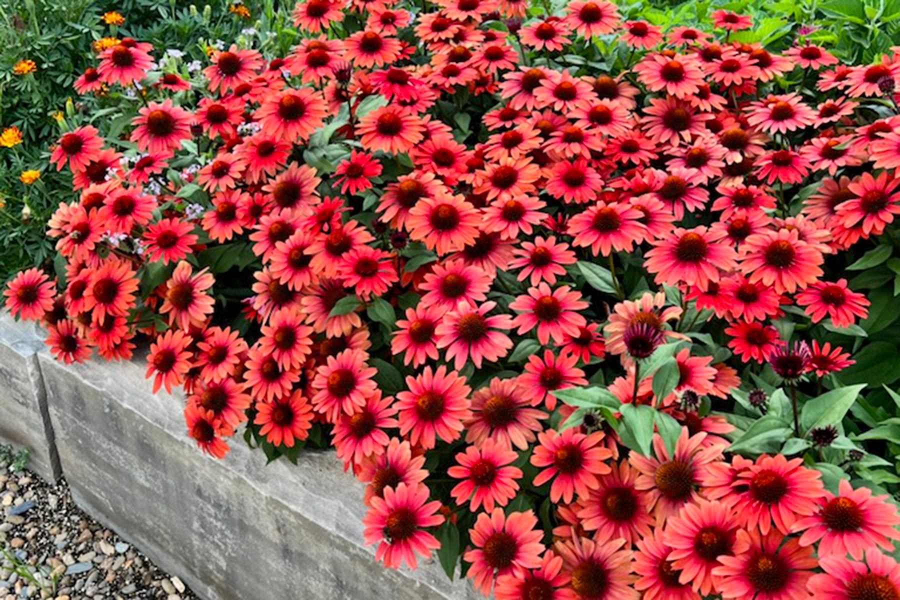 Echinacea Panama Red (coneflower) - 3 Well Rooted Starter Plants in 1 ...