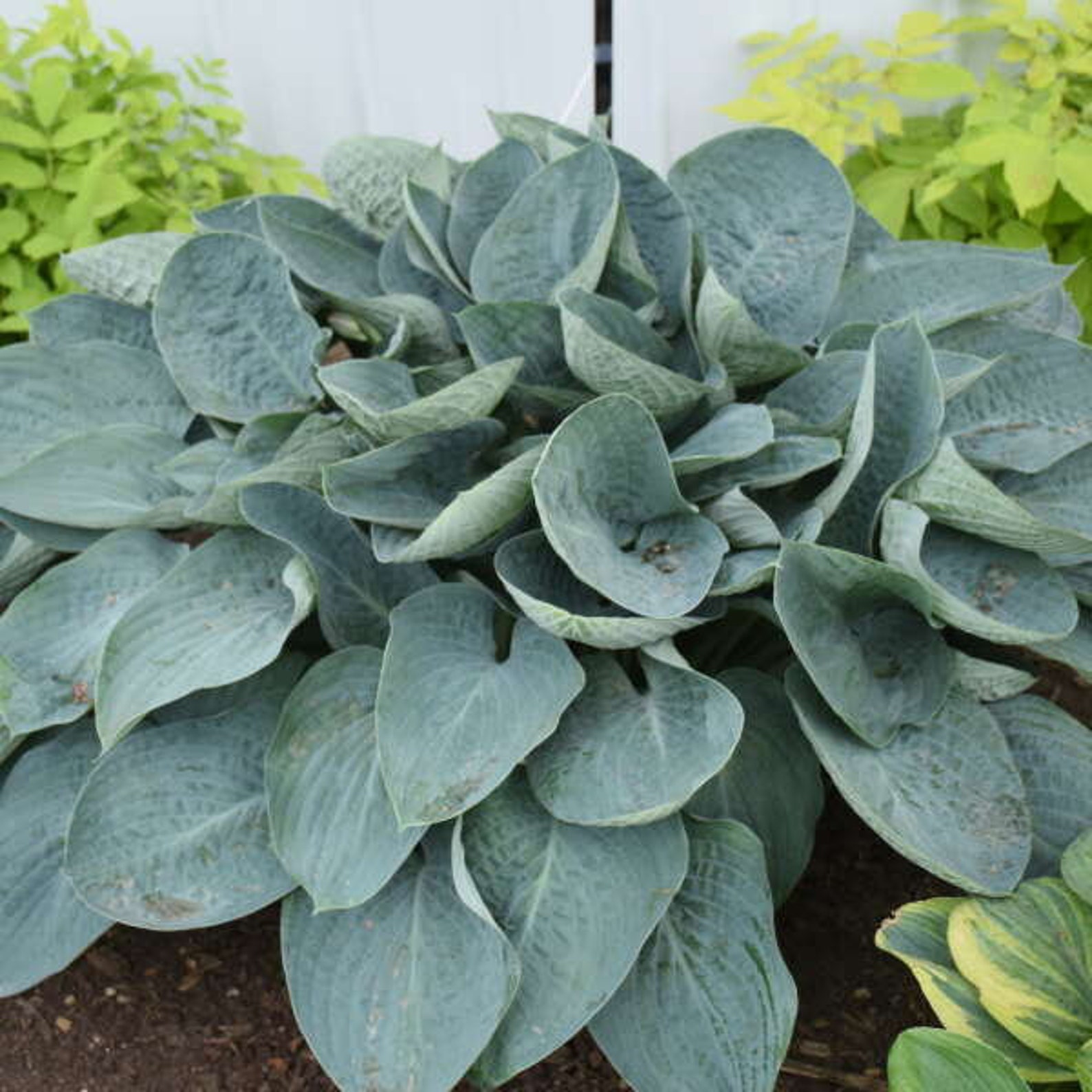 Hosta 'above the Clouds' 3 Well Rooted Starter Plants in 1 Qt Pots ...