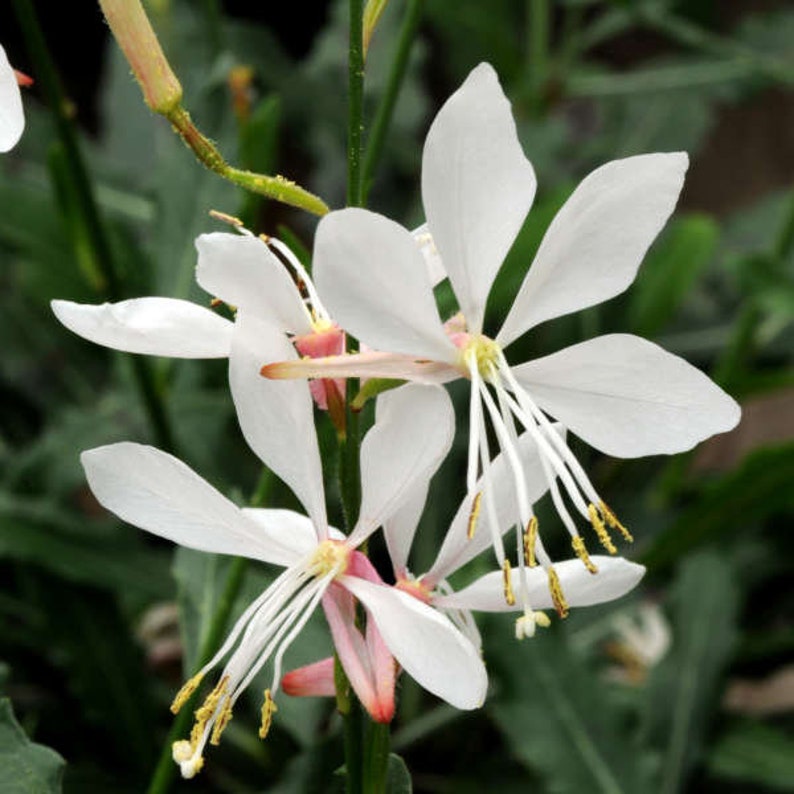 Gaura Lindheimeri 'sparkle White' wand Flower 3 Well Rooted Starter ...