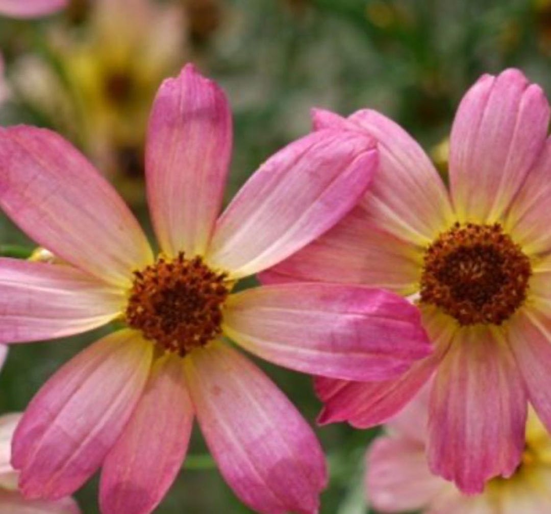 Coreopsis Shades of Rose (tickseed) - 3 Well Rooted Starter Plants in 1 ...
