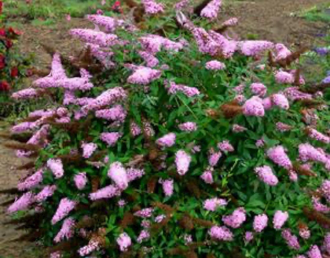 Buddleia Princess Pink 3 Well Rooted Starter Plants in 1 Qt Pots Grown ...