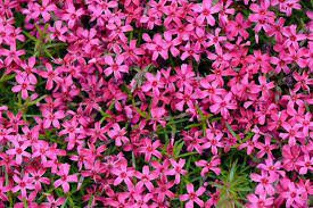 Creeping Moss Phlox Subulata Scarlet Flame - 3 Well Rooted Starter ...