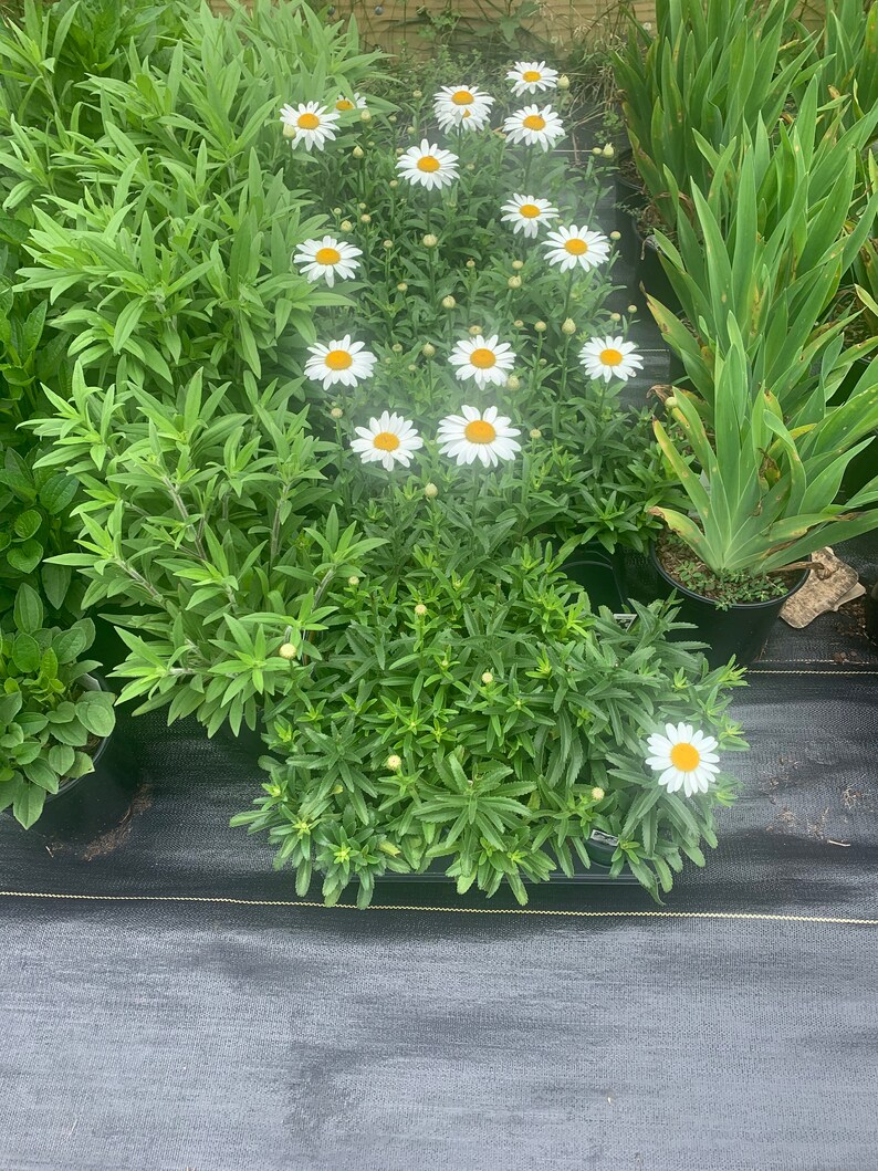 Leucanthemum Shasta Snowcap Daisy 3 Well Rooted Starter - Etsy