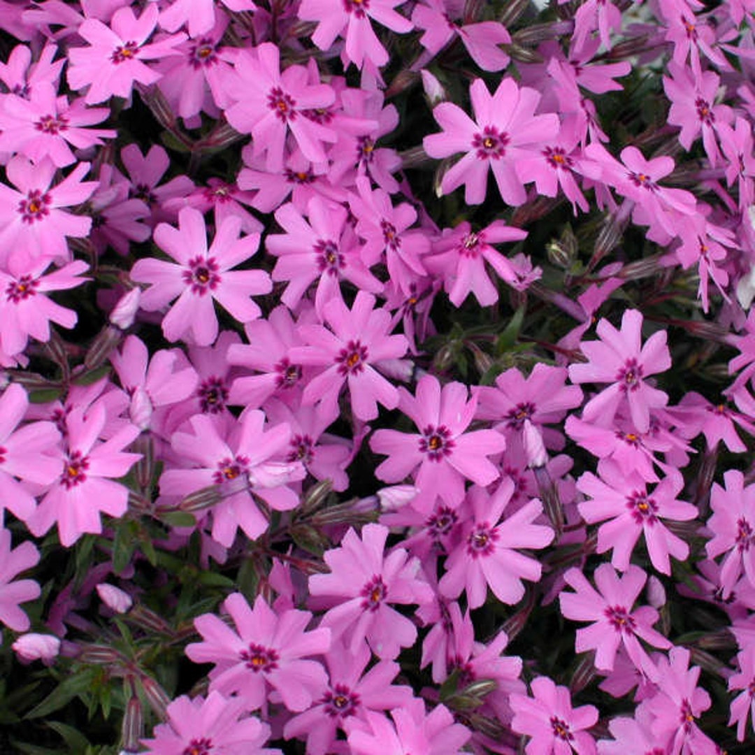 Creeping Moss Phlox Pink Fort Hill - 3 Well Rooted Starter Plants in 1 ...