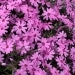 Creeping Moss Phlox Pink Fort Hill - 3 Well Rooted Starter Plants in 1 ...