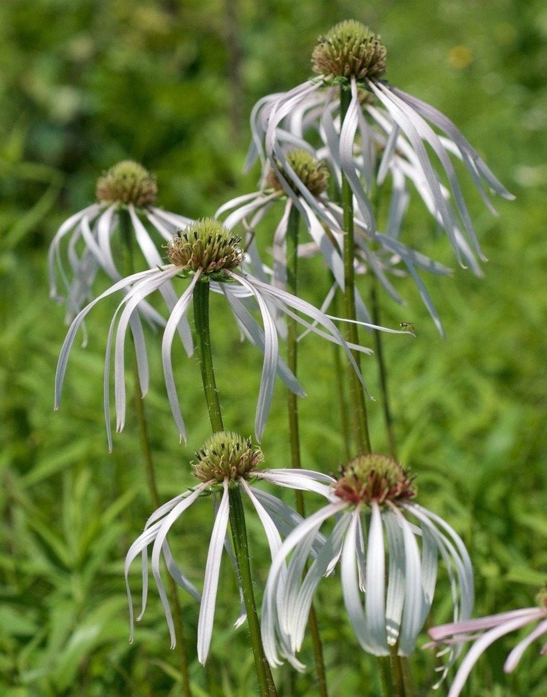 Echinacea Pallida, Hula Dancer - 3 Well Rooted Starter Plants in 1/2 ...