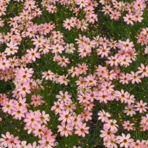 Coreopsis Shades of Rose (tickseed) - 3 Well Rooted Starter Plants in 1 ...