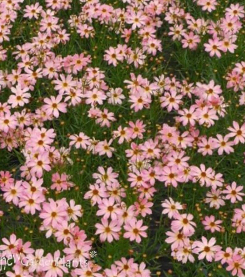 Coreopsis Shades of Rose (tickseed) - 3 Well Rooted Starter Plants in 1 ...