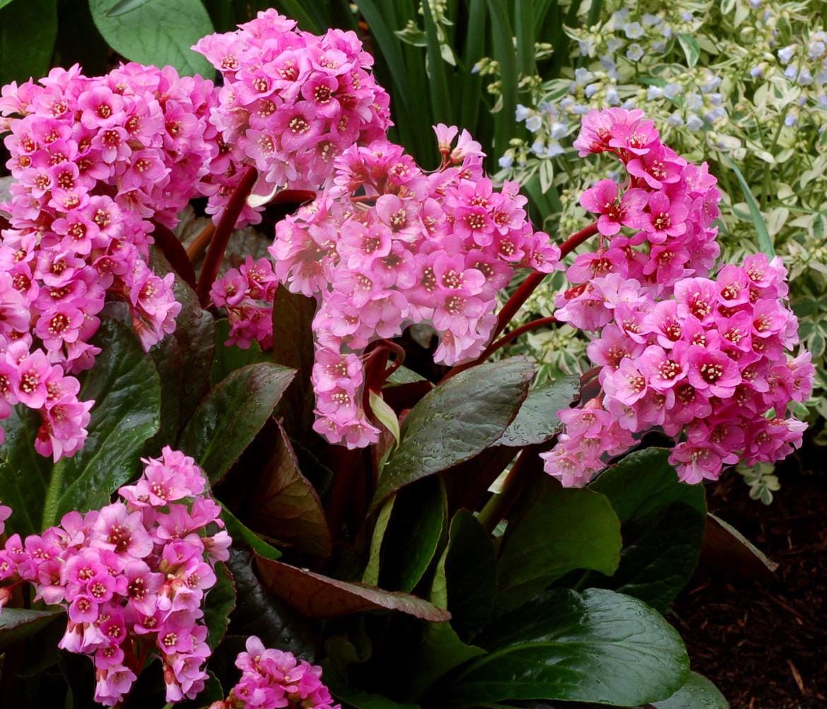 Bergenia Spring Fling (pigsqueak) - Etsy