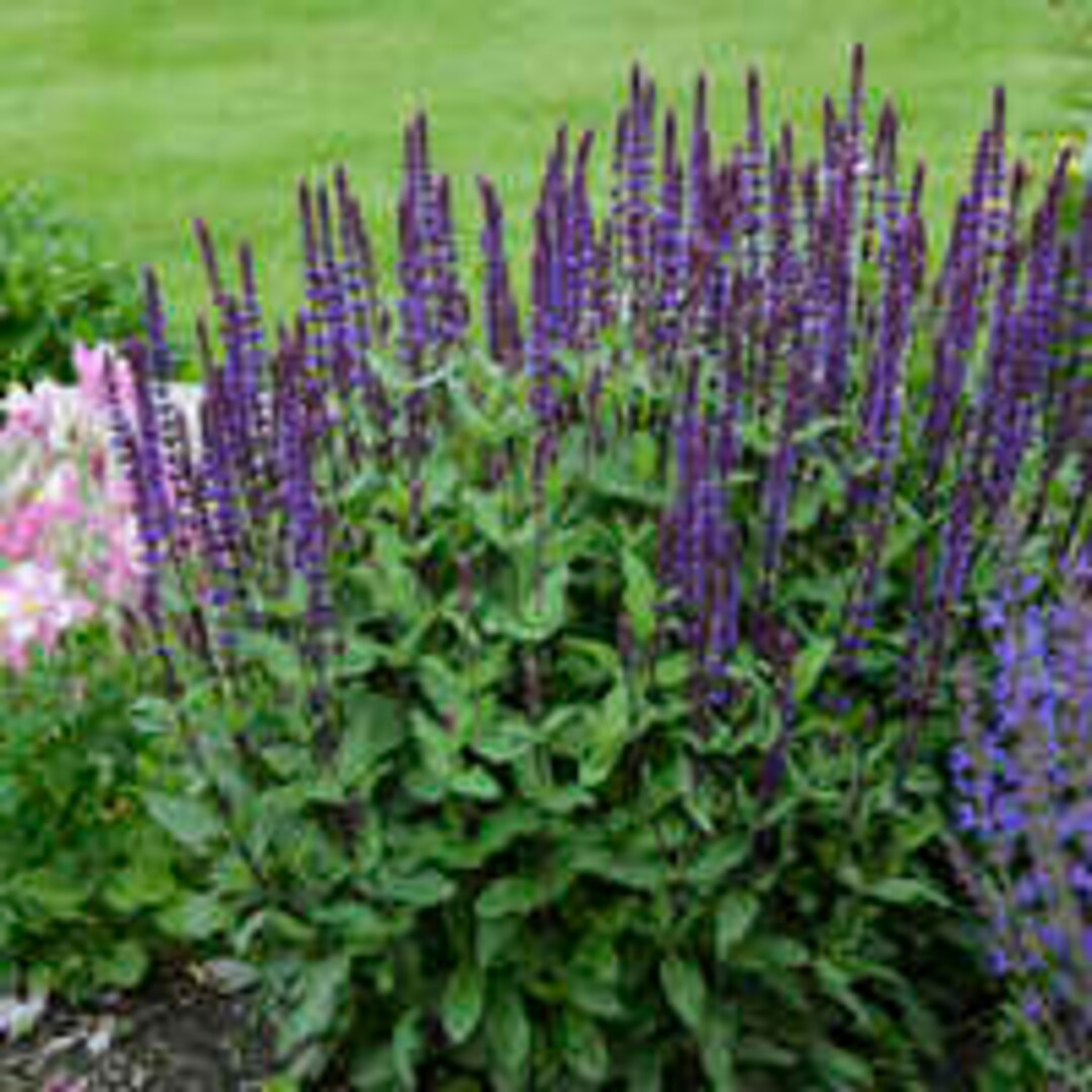 Salvia Nemorosa 'caradonna' in 3 Well Rooted Starter Plants in 1 Quart ...
