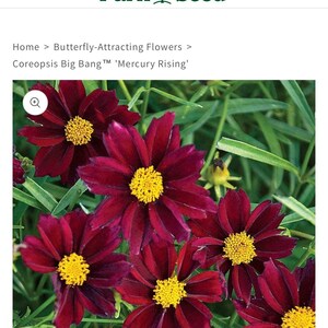Coreopsis Big Bang Mercury Rising - 3 Well Rooted Starter Plants in 1 ...