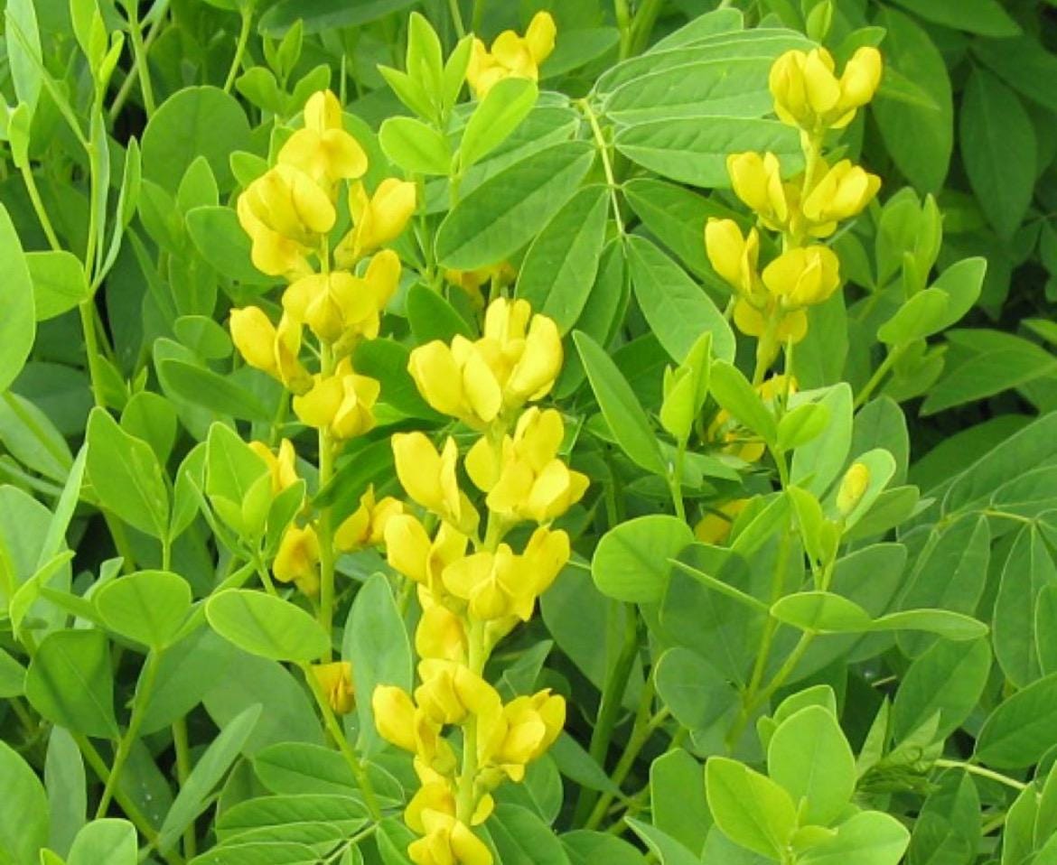Baptisia 'yellow Wild Indigo' - 3well Rooted Starter Plants in 1 Qt ...