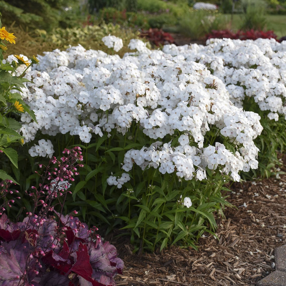 Creeping Moss Snowflake White Subulata Phlox Ground Cover 3 - Etsy