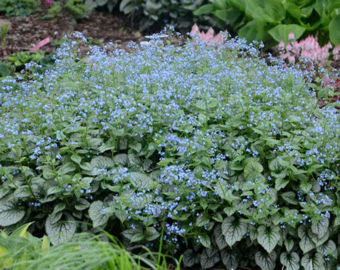 Jack Frost Brunnera Seeds - Etsy