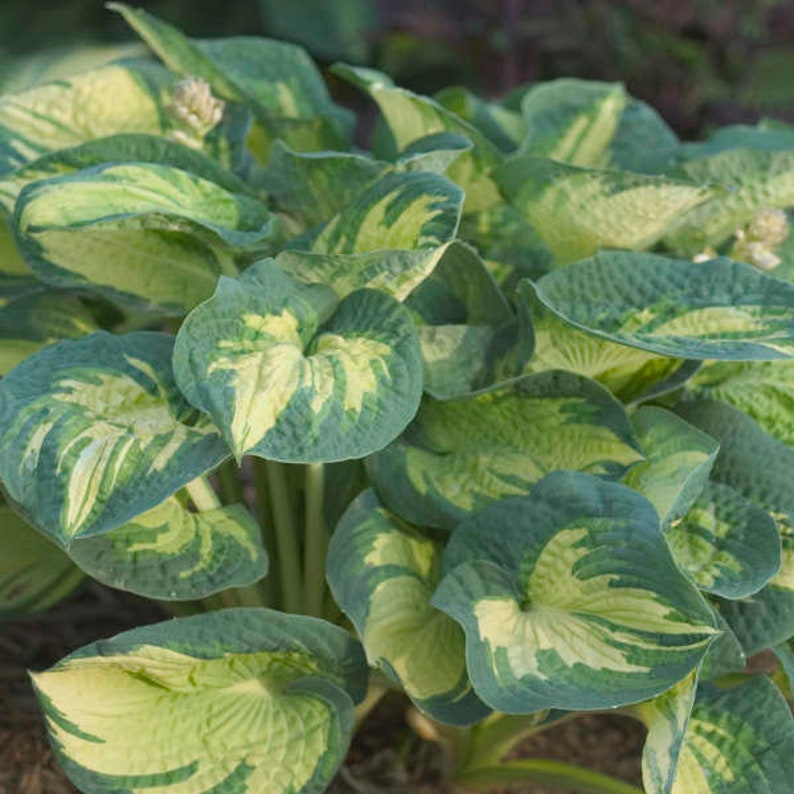 Hosta 'great Expectations' 3 Well Rooted Starter Plants in 1 Qt Pots ...